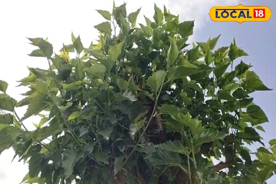 Shahtoot plant is a vitamin factory Not just the fruits the entire tree ...