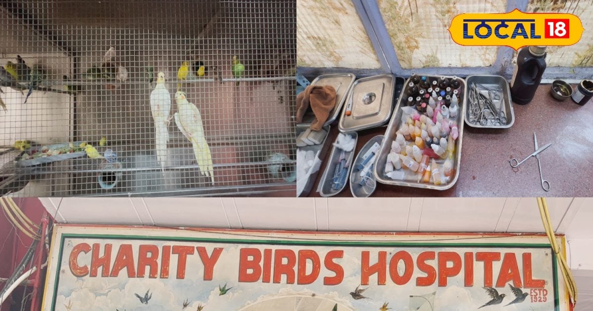 This-hospital-has-been-built-only-for-bird - News18 हिंदी