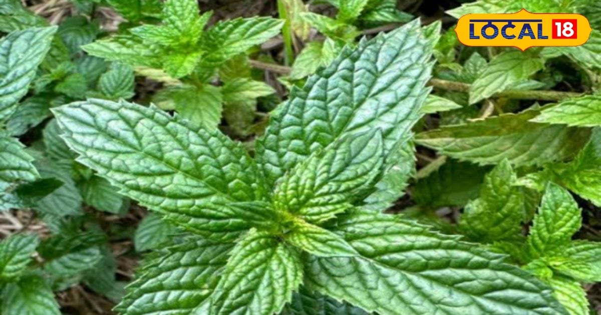 Regular intake of mint has led to asthma sir pain stomach many diseases ...