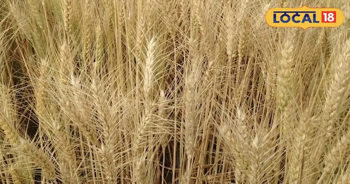 If these signs are visible in your wheat too, then do not be careless ...