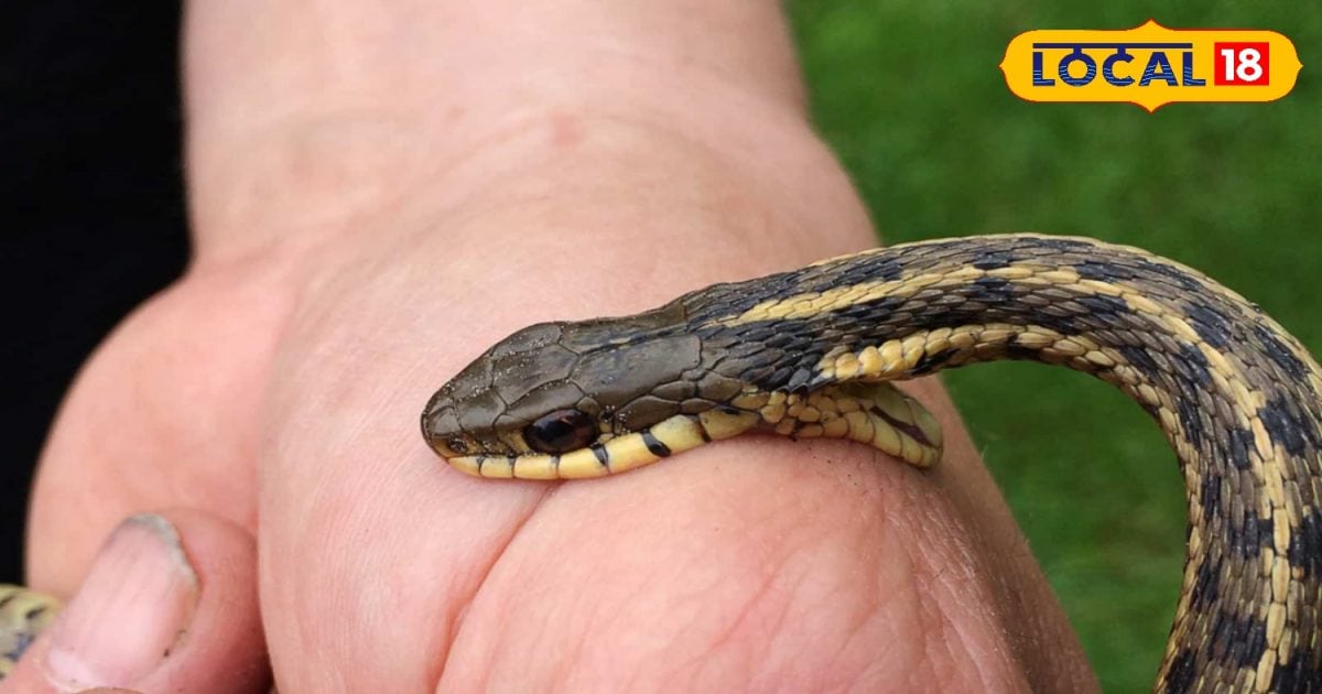 Dont do this even by mistake if bitten by a snake know from the expert ...
