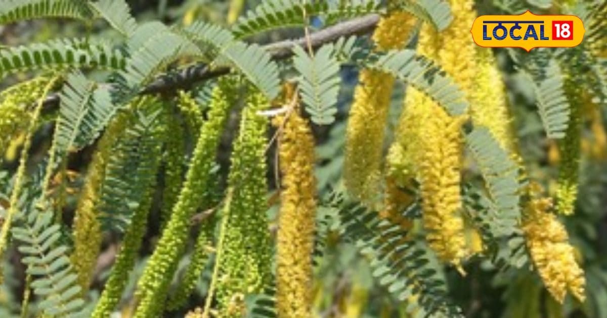 औषधि से कम नहीं यह जंगली पौधा...शुगर को करता है कंट्रोल, कब्ज के लिए भी ...