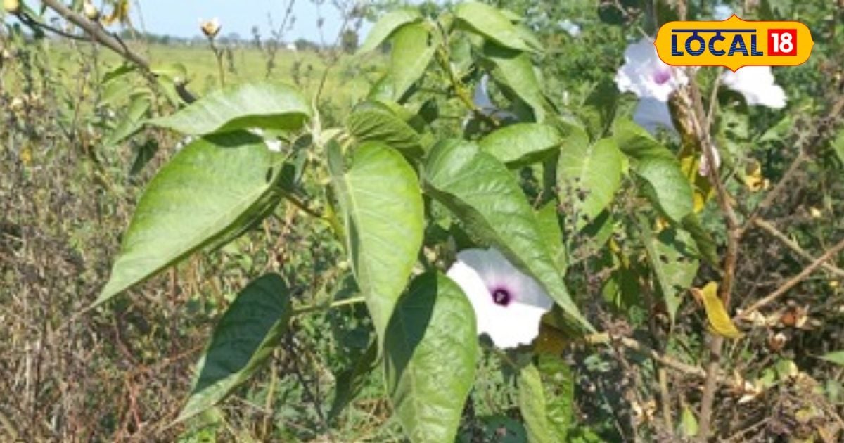 औषधीय गुणों की खान है इस पौधे का दूध, बिच्छू के जहर के लिए है रामबाण ...