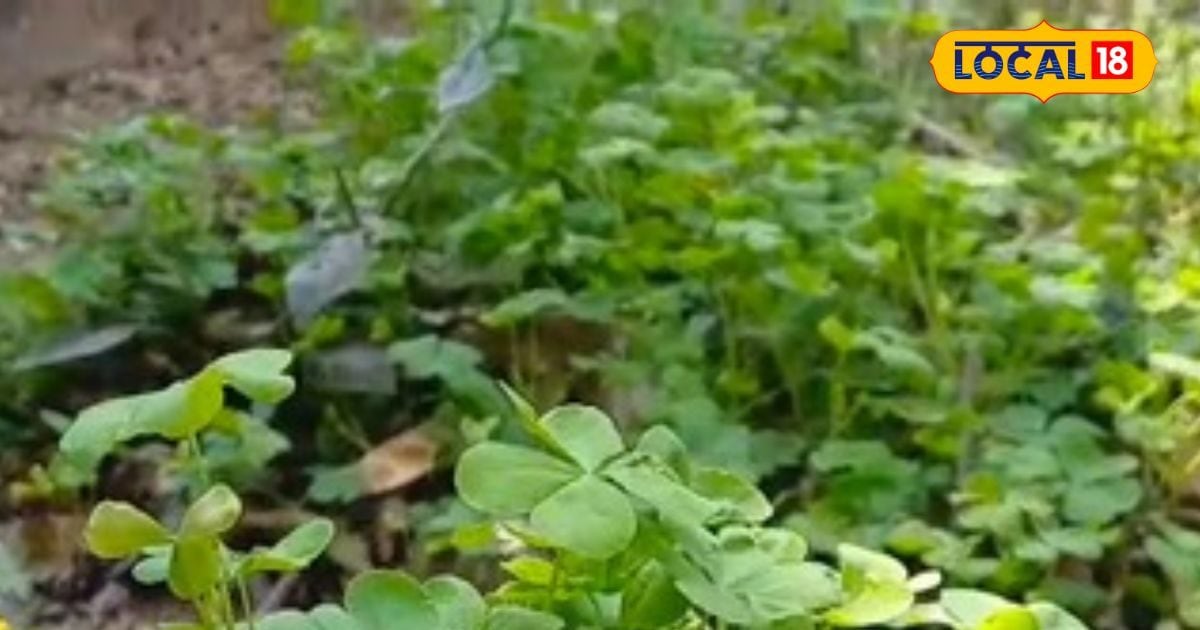 तालाबों और नदियों के किनारे पाया जाने वाला ये पौधा है बेहद चमत्कारी ...