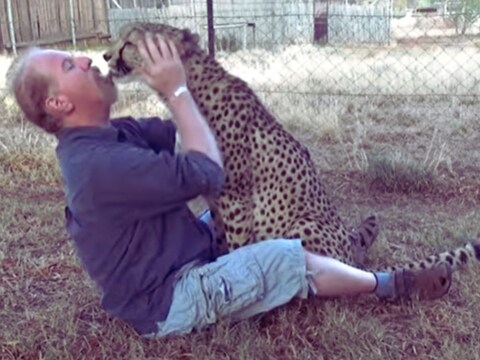 Video: चीते संग रहता है ये इंसान, हाथों से खिलाता है खाना, सोता भी था ...