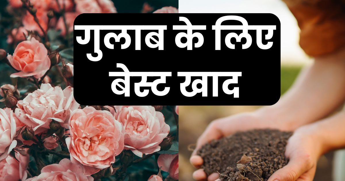 नहीं आ रहा गुलाब के पौधे में फूल, डाल दें ये 3 खाद, दो महीने में लदकर ...