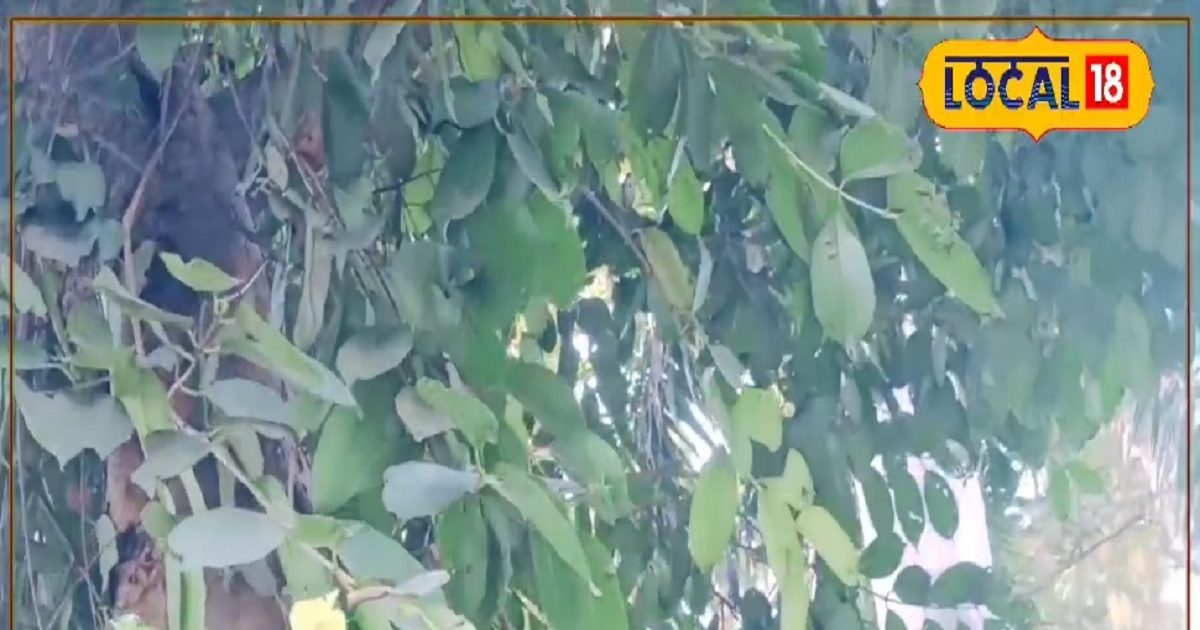 This tree works as a panacea for blood pressure, headache and vomiting ...