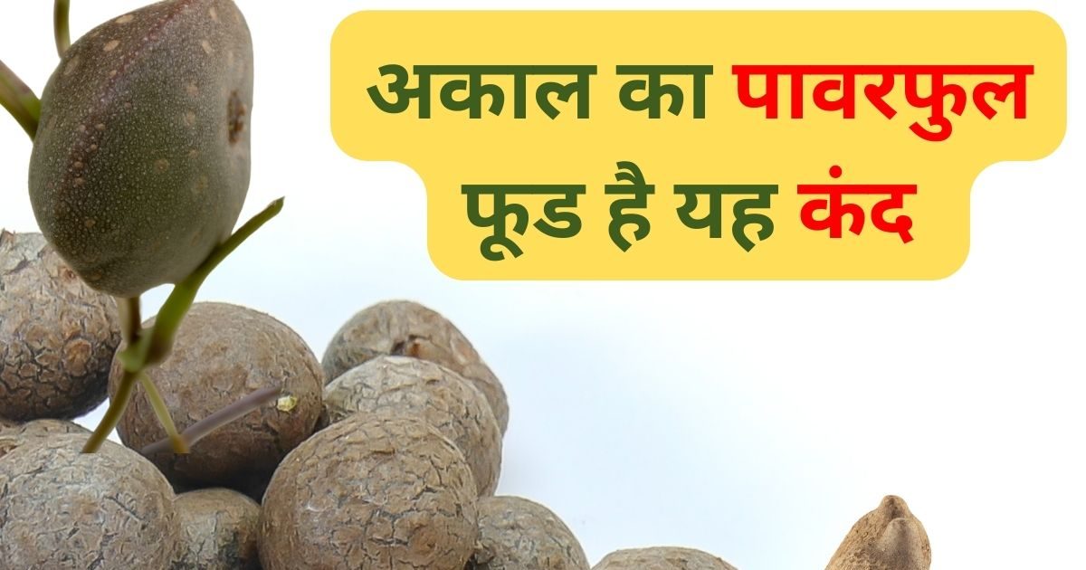 यह भद्दा और बेढ़ब कंद है सेहत का हीलिंग कंपार्टमेंट, पाइल्स और थायराइड ...