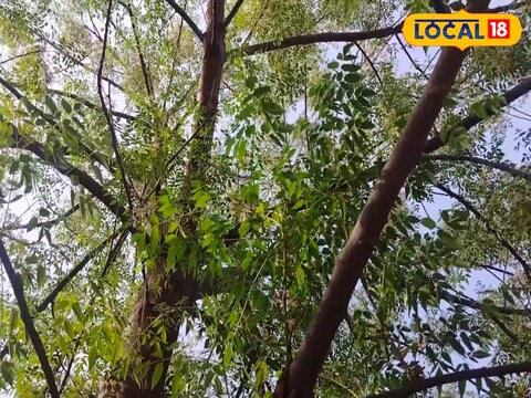 amazing Health Benefits of Bakayan Tree Chinaberry Tree This tree is a ...