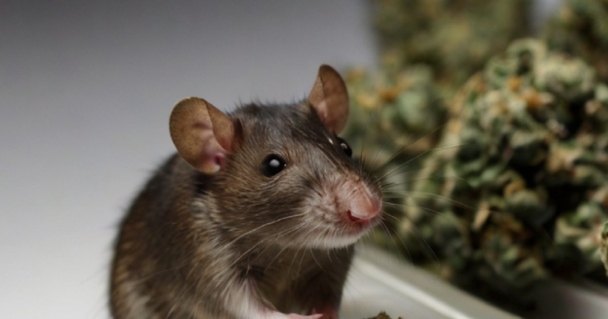 बिहार से लेकर अमेरिका तक पुलिस स्टेशन और चूहे एक जैसे! कहीं पी शराब तो ...