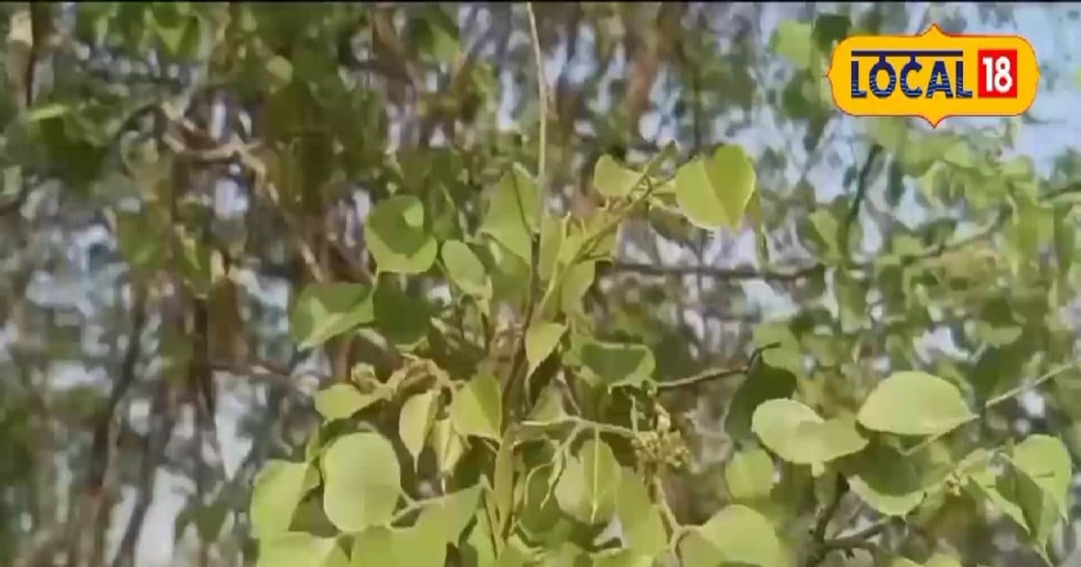 Shisham tree is full of strong medicinal properties, it will cure ...