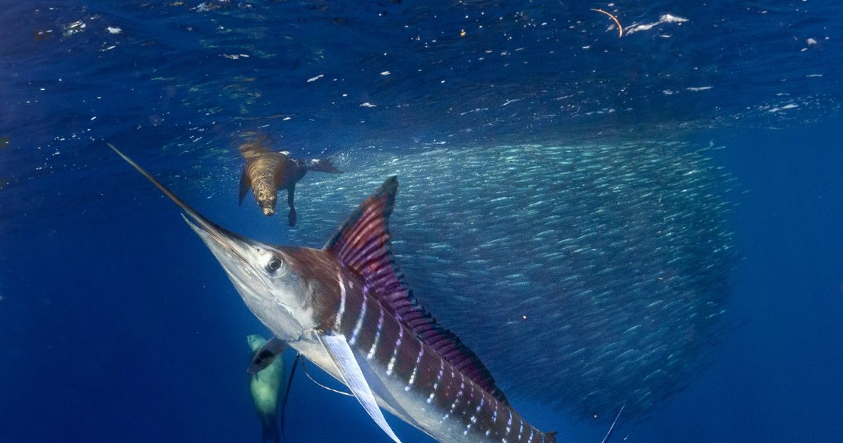 बिना टकराए शिकार कैसे कर लेते हैं ये जानवर, साइंटिस्ट कर रहे थे पड़ताल ...