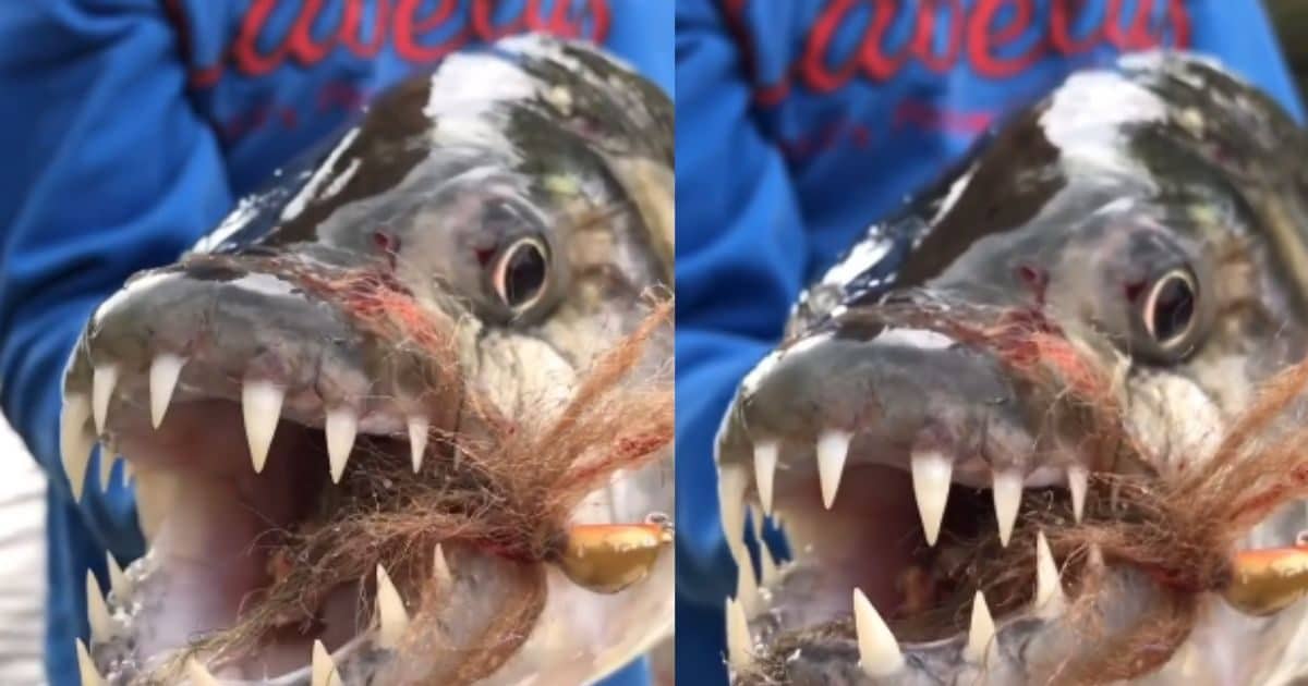 Tiger Fish : मछली जो मगरमच्‍छ का भी कर लेती है श‍िकार, खंजर जैसे दांतों ...