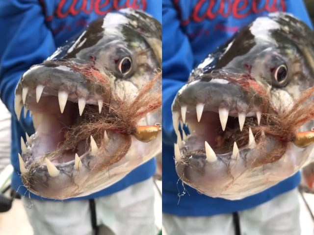 Tiger Fish : मछली जो मगरमच्‍छ का भी कर लेती है श‍िकार, खंजर जैसे दांतों ...