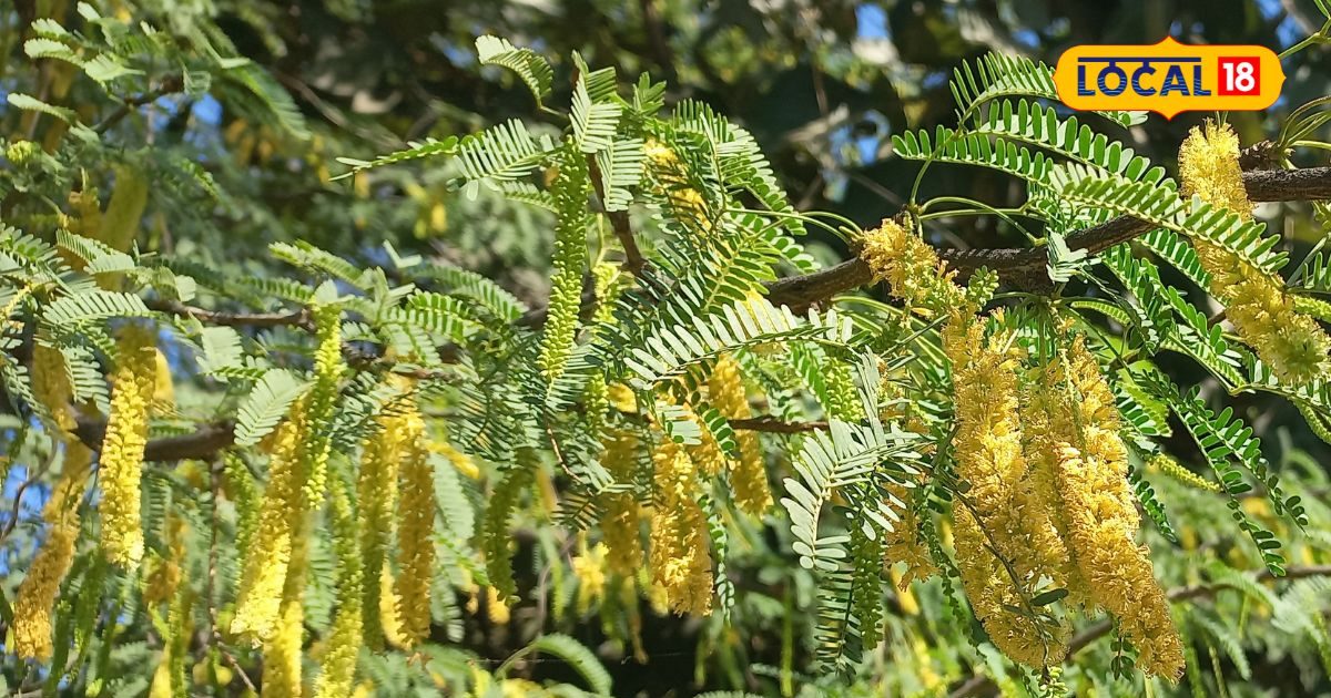 ये जंगली पौधा है शुगर मरीजों के लिए वरदान...कब्ज के लिए भी है रामबाण ...