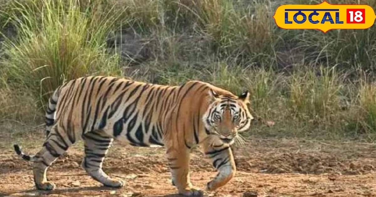 In paschim Champaran These VTR tourists were very lucky when a tiger ...