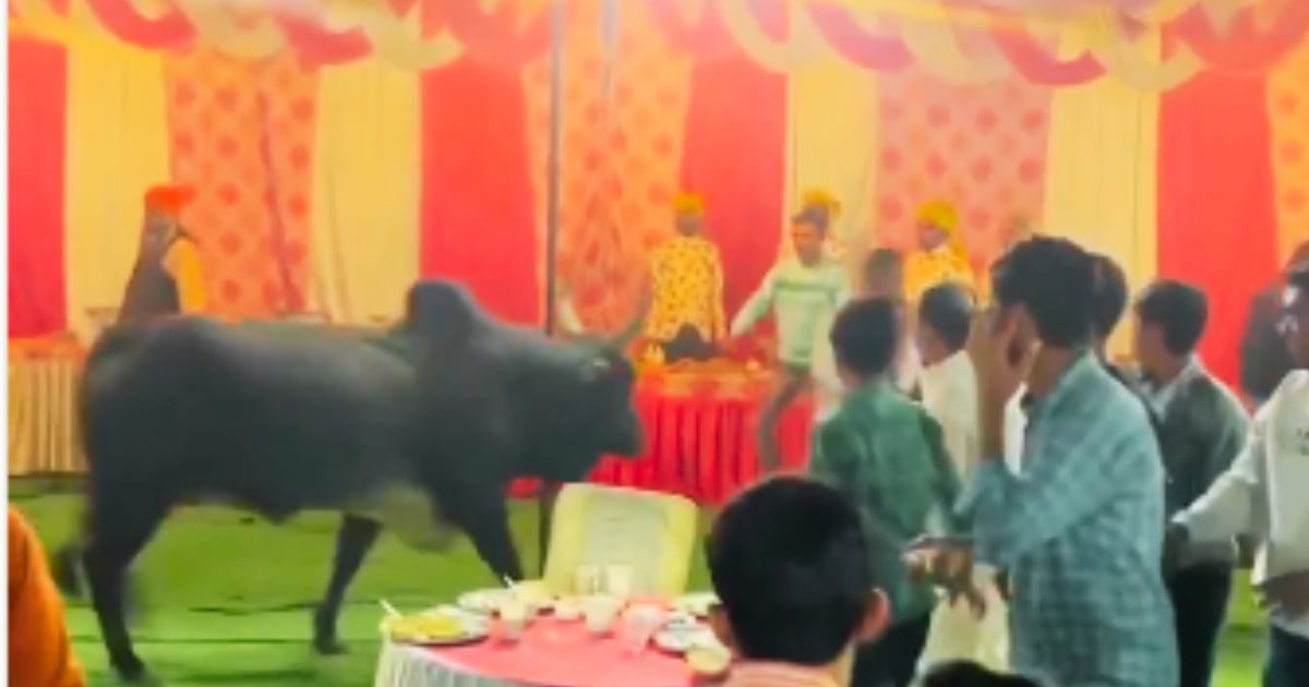 शादी में खुला ही था खाना, आ धमका गुस्सैल सांड, प्लेट लेकर भागे बाराती ...