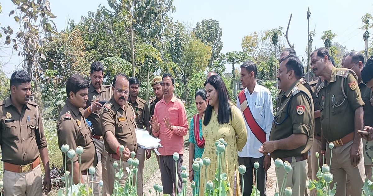 खड़ी फसल देख सन्‍न हुए अफसर, फिर दौड़ी-दौड़ी आई पुलिस, किसान को किया ...