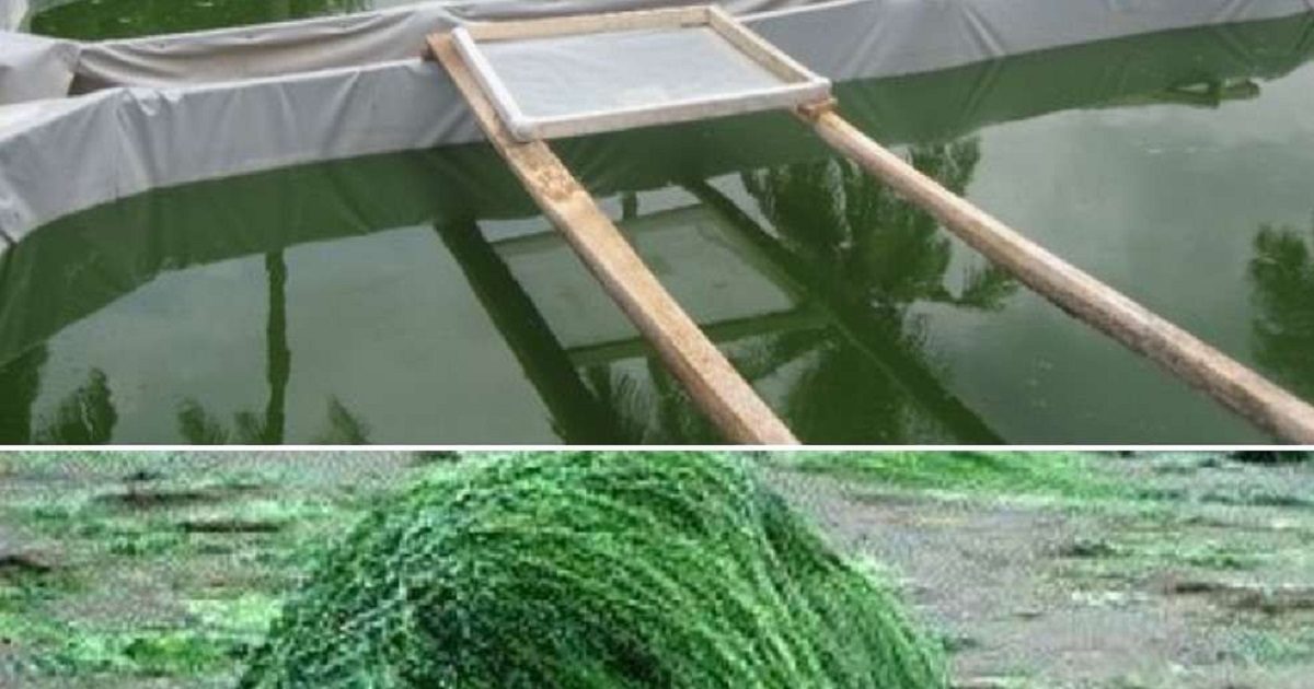 यहां हो रही है हरे सोने की खेती! किसान बन रहे हैं मालामाल, करोड़ों का है मार्केट, जानिये किस चीज ...