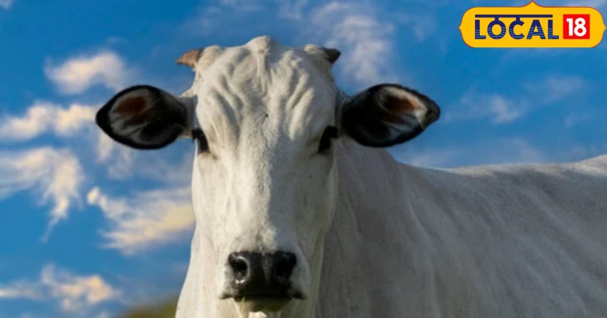 world most expensive cow sold at rate of 40 crore