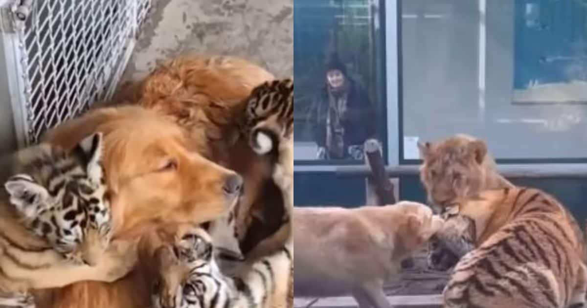 VIDEO: मां तो मां होती है! डॉगी बनी बाघ के शावकों की पालनहार, अपने ...