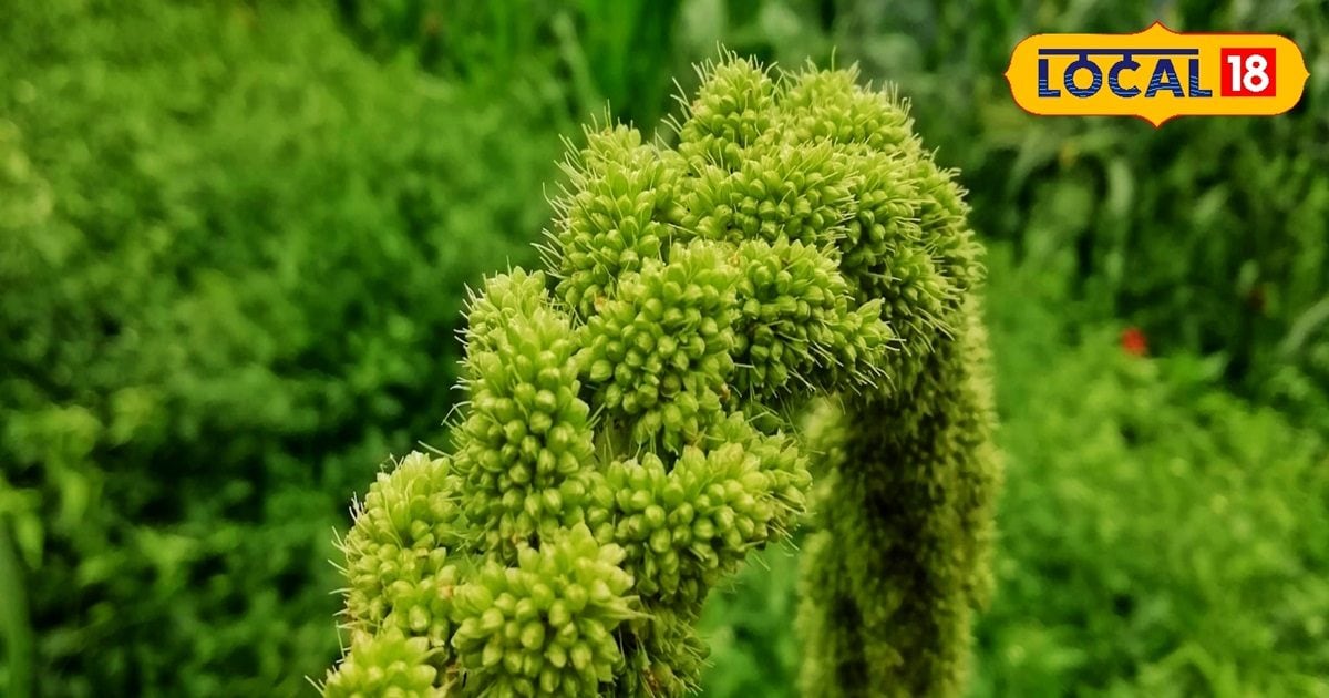 Foxtail millet is one of the oldest millet in the world also known as ...