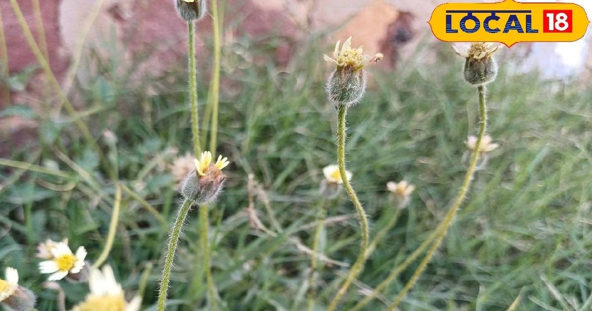 The juice of this plant is nectar for the body, it is very effective in ...