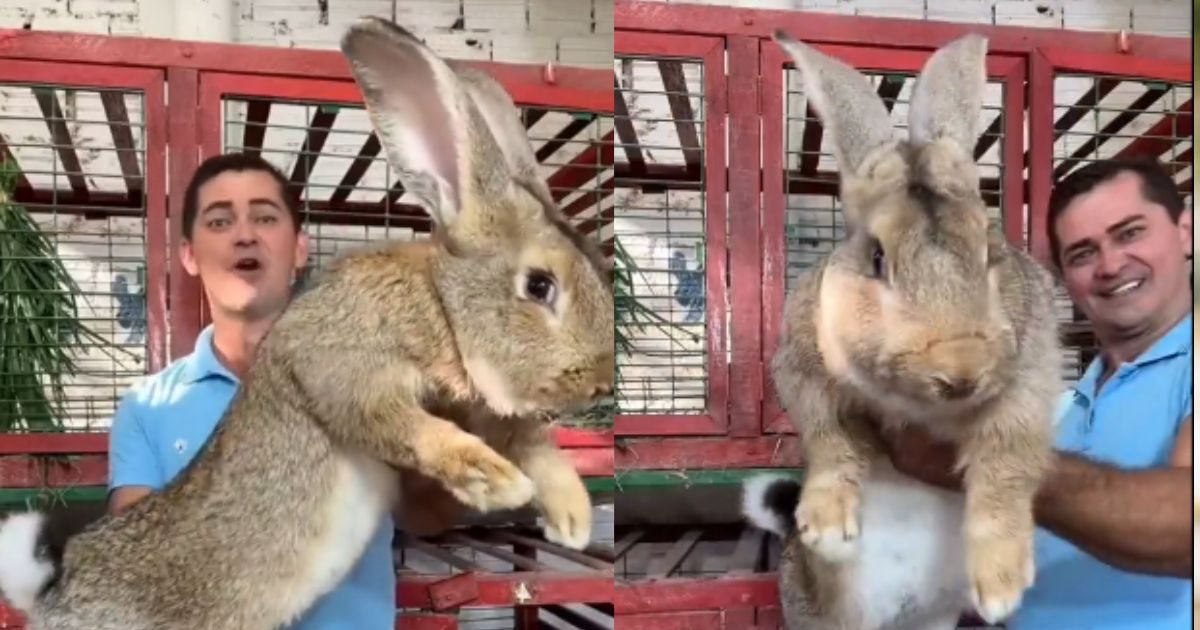 कभी देखा है ऐसा भारी-भरकम खरगोश? डॉग जितना साइज़, वज़न इतना, उठाने में ...