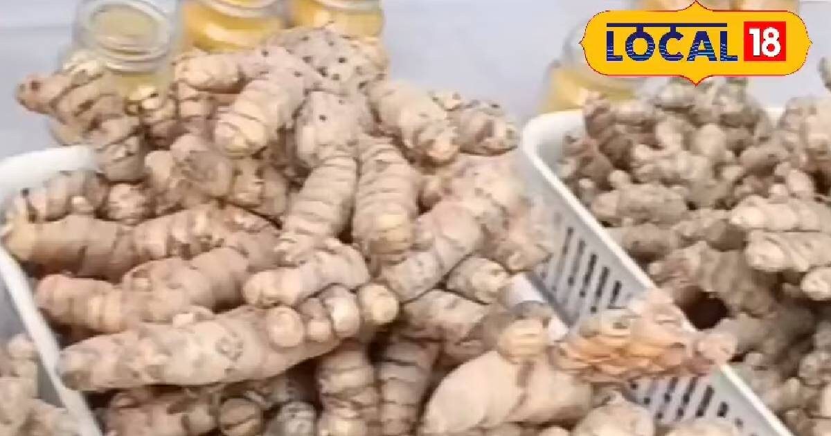 Want to do turmeric cultivation than Follow the advice of agricultural ...