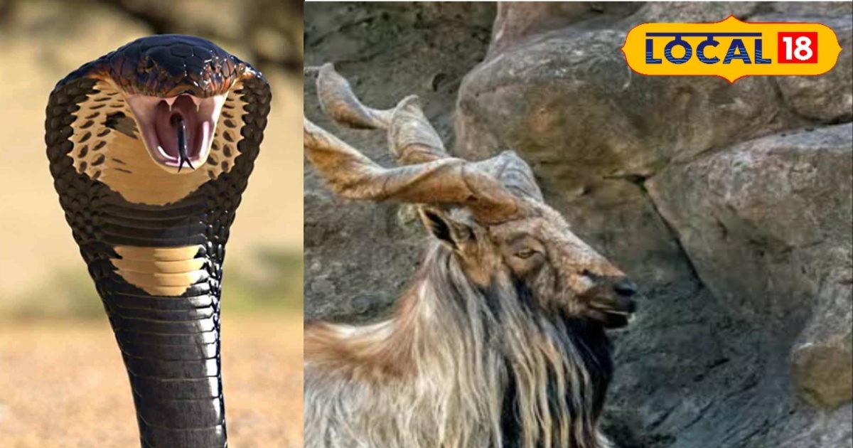 pakistans national animal markhor is in nainital zoo This animal eats ...