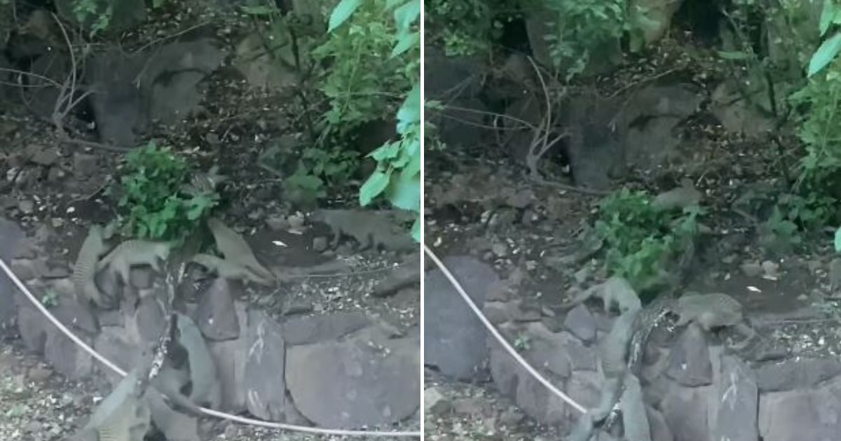 जंगल में रेंग रहा था मोटा-तगड़ा अजगर, नेवलों की हो गई दावत, घेरकर ऐसे ...