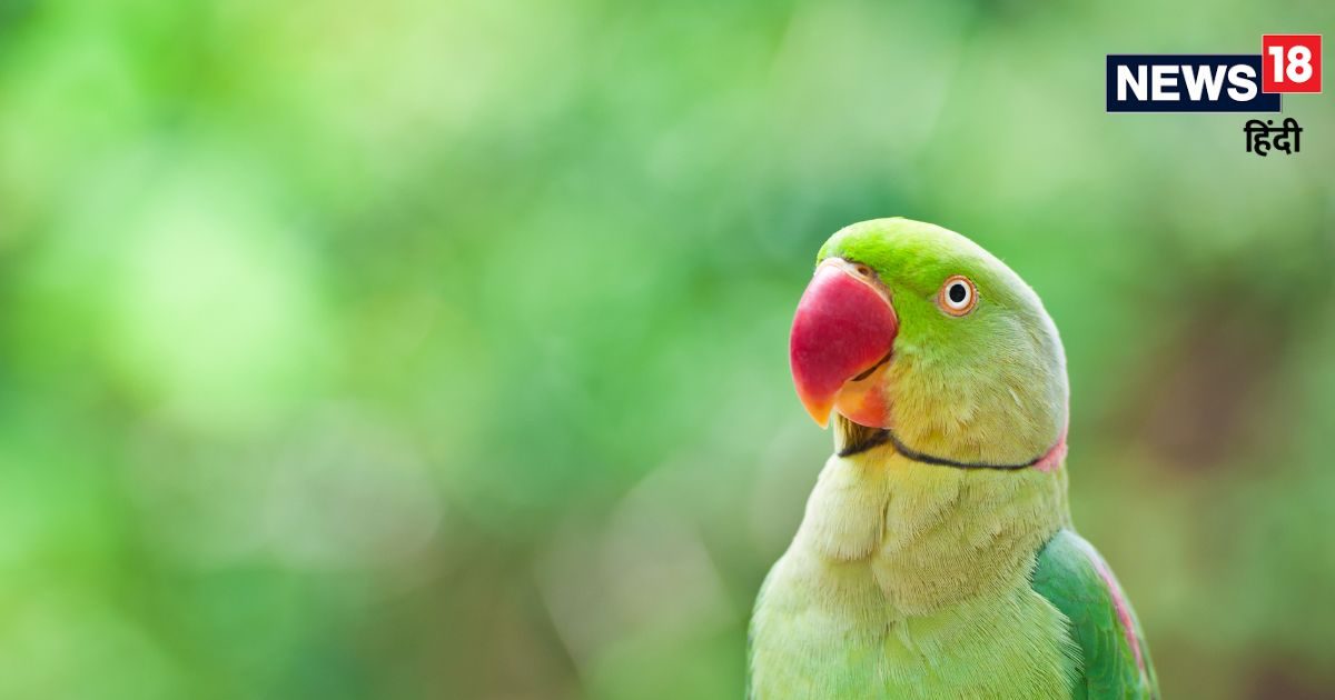 घर में तोता रखना शुभ या अशुभ? इस दिशा में कभी न रखें पिंजरा, जानिए क्या ...