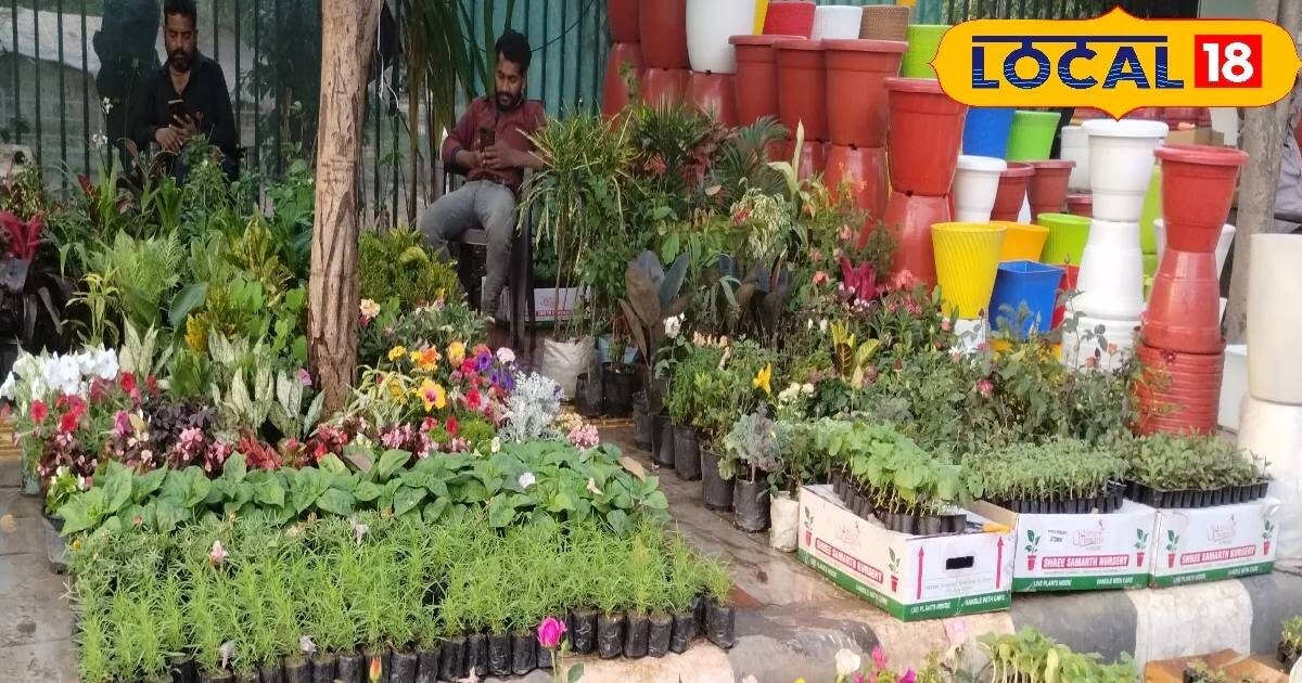 Buy seasonal plants from here in Lucknow for just 10 rupees, get all ...