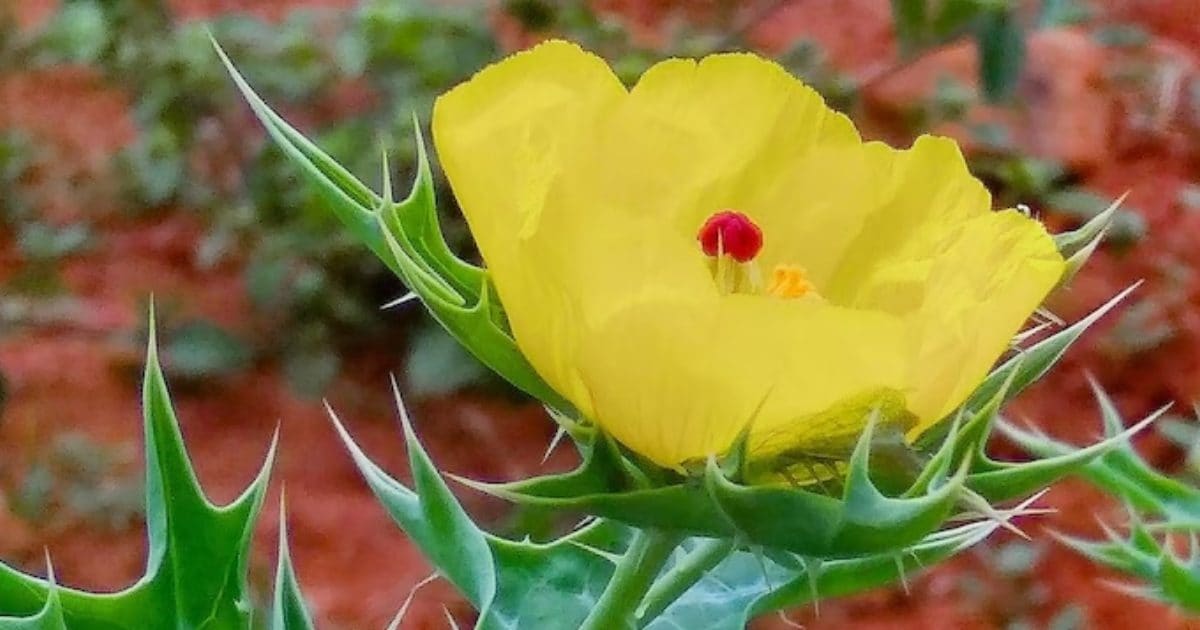 देसी दवाओं की फैक्ट्री है यह छोटा सा पौधा, सेहत के लिए संजीवनी बूटी से ...