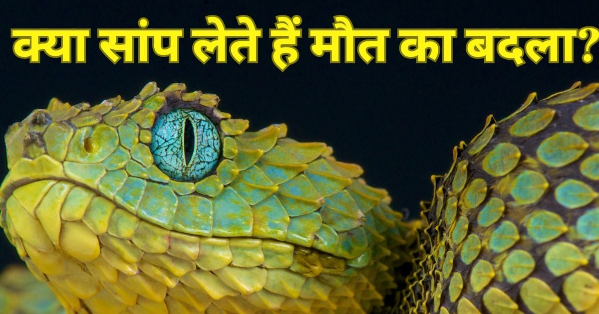 सांप के मरने का बदला लेने आती है नागिन? सिर्फ फिल्मी कहानी या फिर है ...