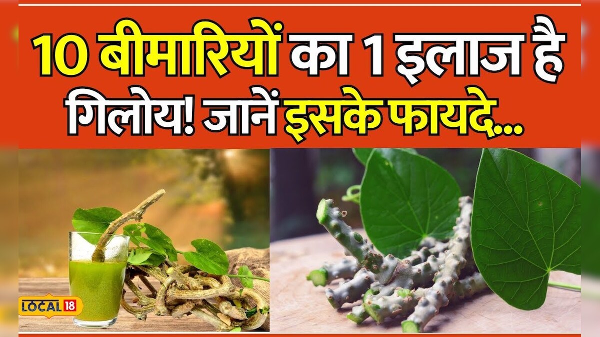 Giloy ke Fayde: घरों में गिलोय लगाइए बीमारियों को दूर भगाइए | Health ...