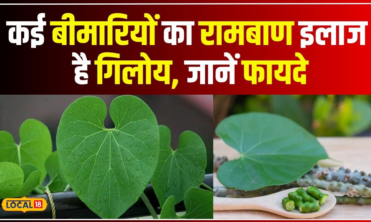 Benefits of Giloy: 10 बीमारियों का 1 इलाज है गिलोय, जानें इसके फायदे ...