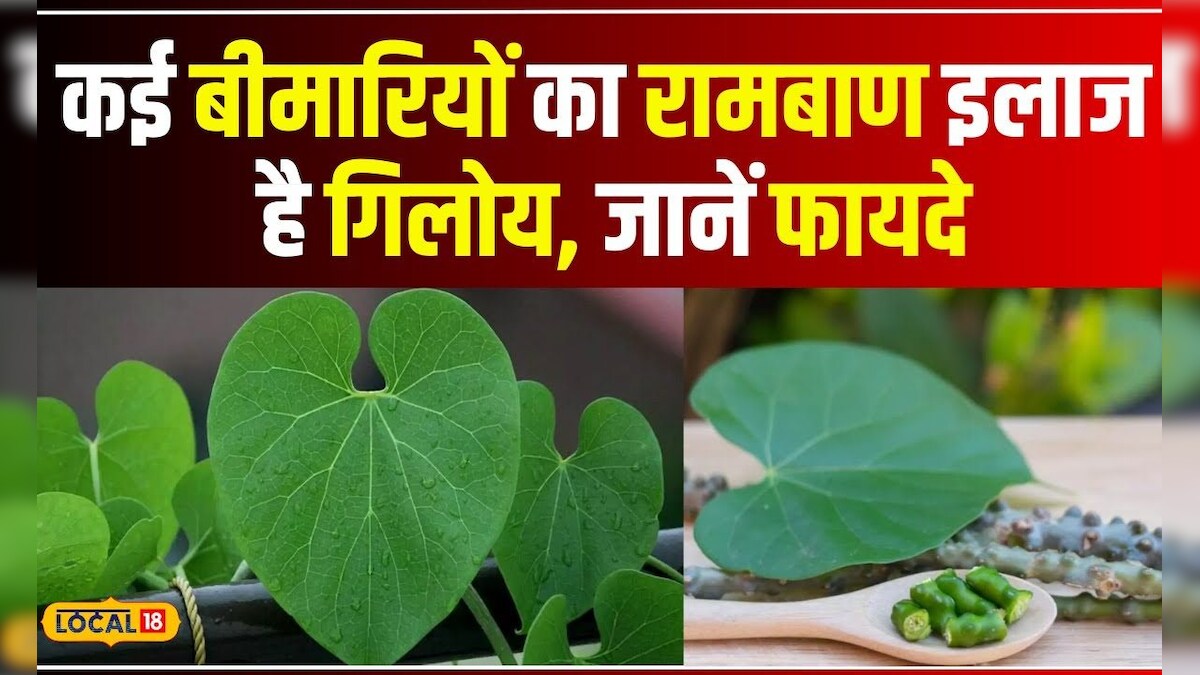 Benefits of Giloy: 10 बीमारियों का 1 इलाज है गिलोय, जानें इसके फायदे ...