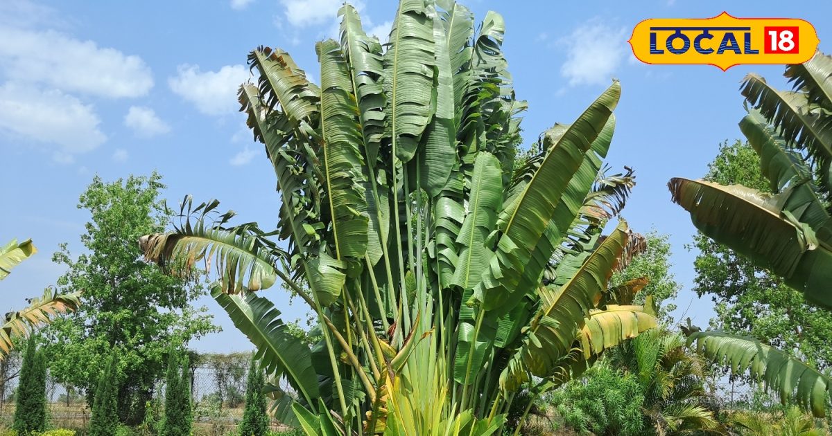 इस पार्क में है 30 से अधिक प्रजाति के पेड़, कन्फ्यूज हो जाएंगे कि पाम ...