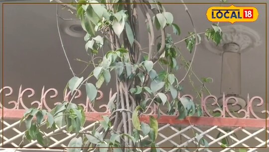 Benefits of Lasun Vel Plant the vine of this tree at home, mosquitoes ...
