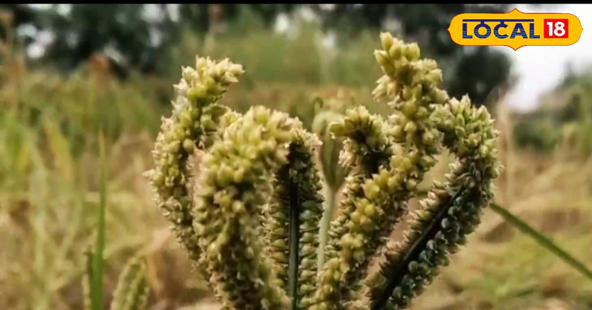 Finger millet and barnyard millet is profitable farming in Uttarakhand - News18 हिंदी