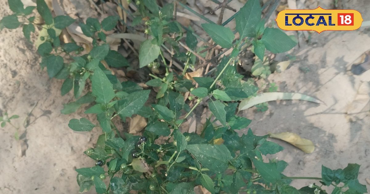 Makoy is useful in removing inflammation as well as various diseases ...