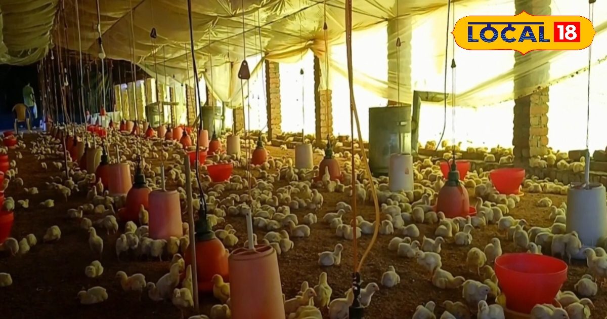 Rampur youth's fortunes changed through poultry farming, he is earning ...