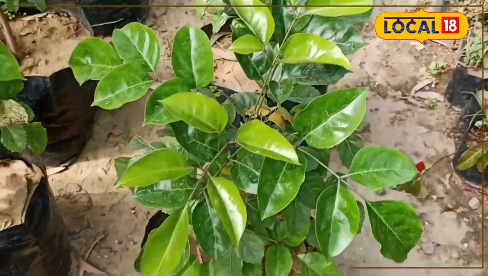 red machera power plant of oxygen