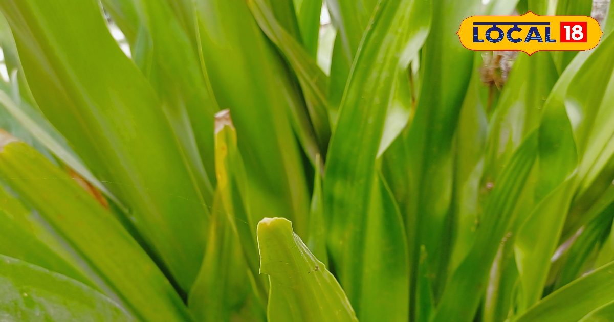 The juice of this medicine is nectar for ear pain and skin diseases ...