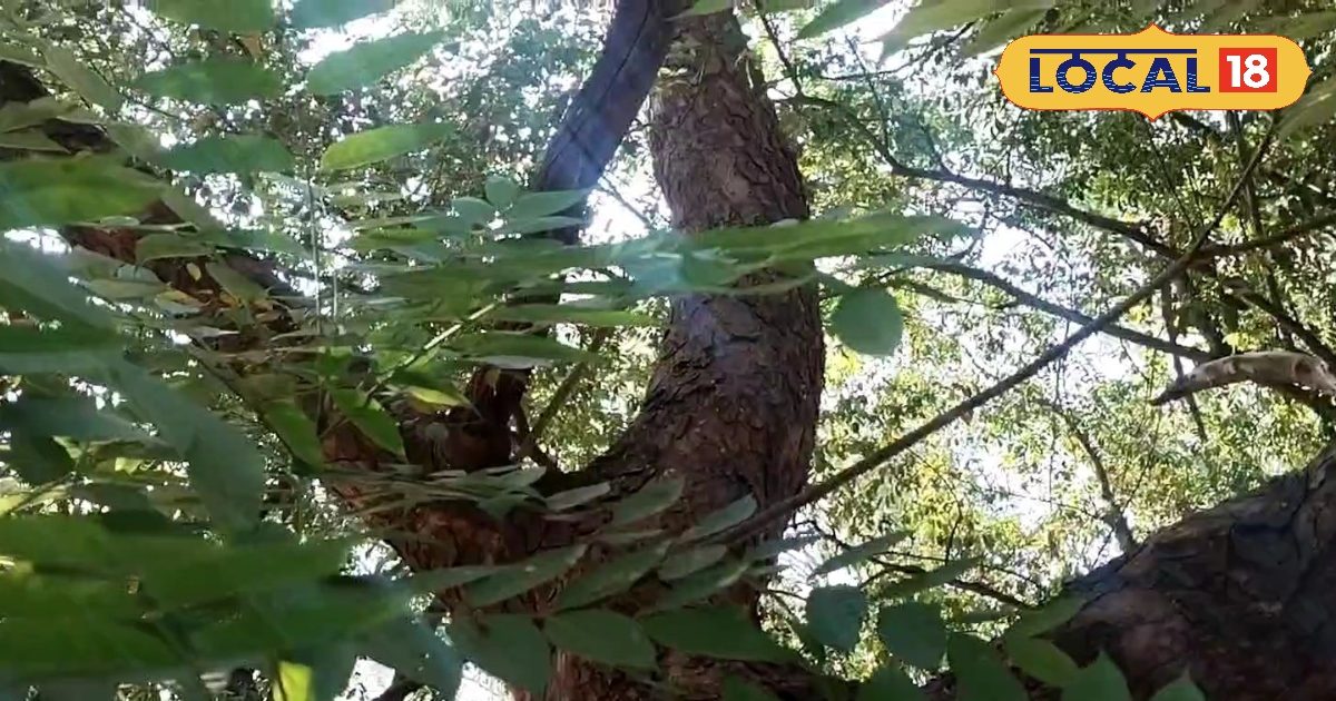 This Ayurvedic tree is beneficial for diarrhea, diabetes and skin ...