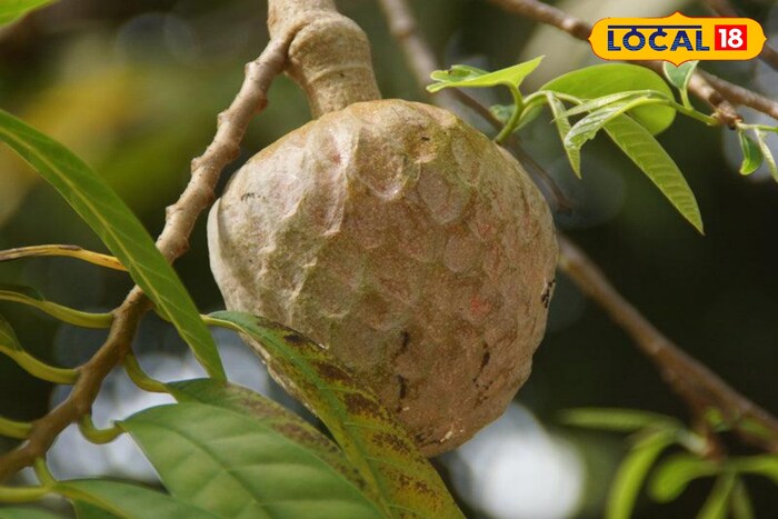 amazing benefits These 5 mountain fruits in summer giving coolness and ...