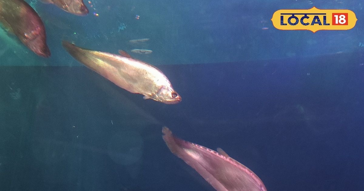 fish considered to be the first incarnation of Lord Vishnu was brought ...