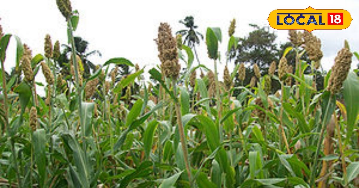 This green fodder of jowar is lifesaver for animals, animals will ...
