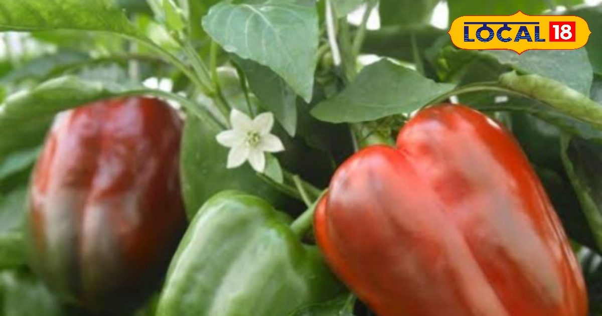 This farmer is cultivating colorful capsicum, earning lakhs - News18 हिंदी